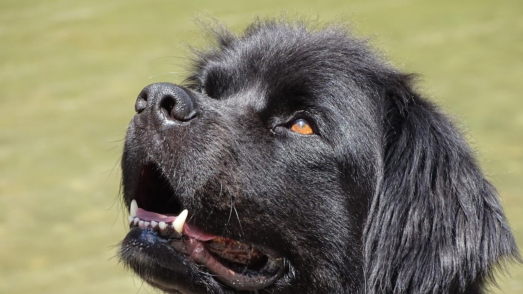Las razas de perros más hermosos