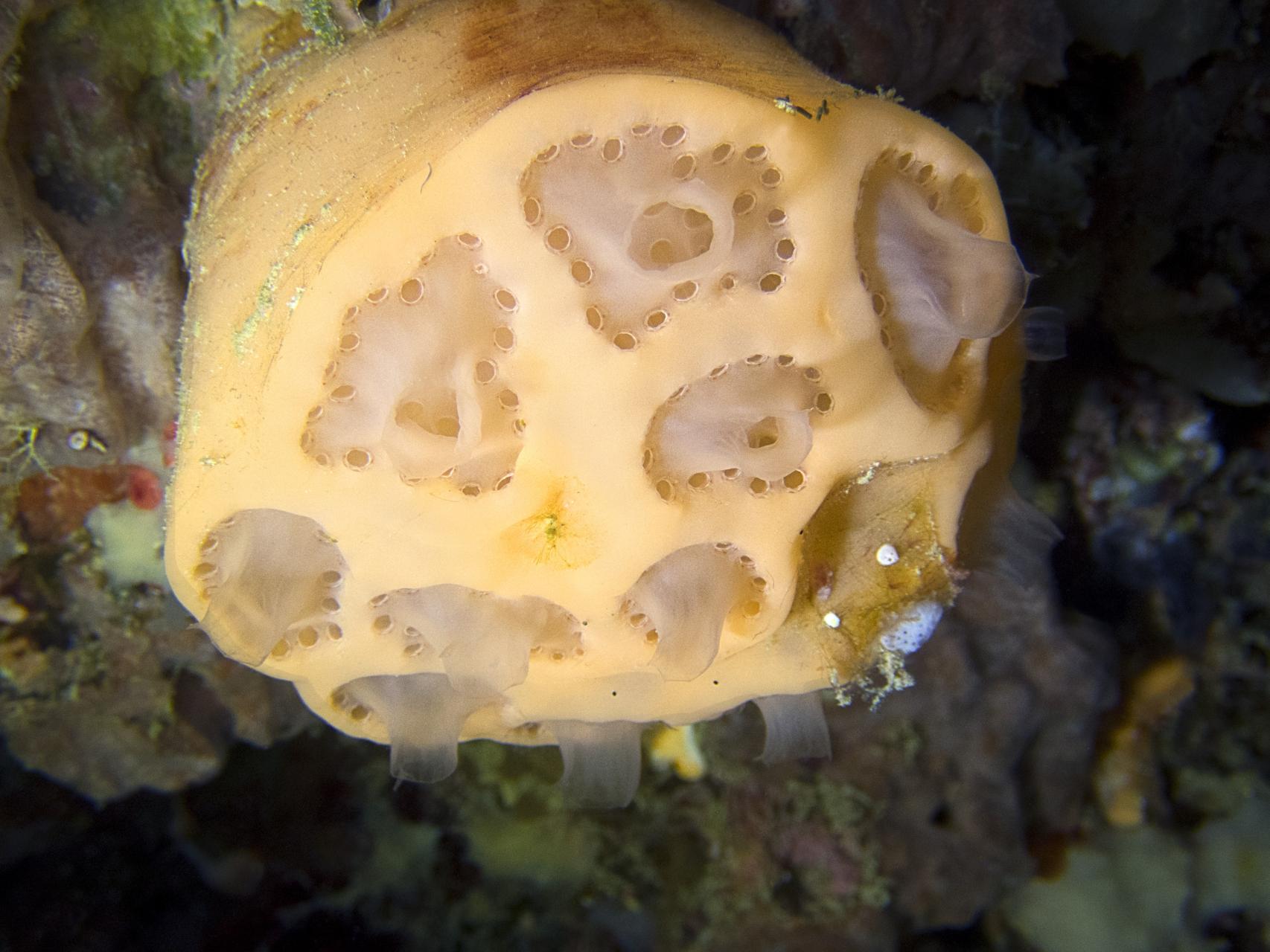'La fotógrafa del mar' captura imágenes sorprendentes de los tunicados