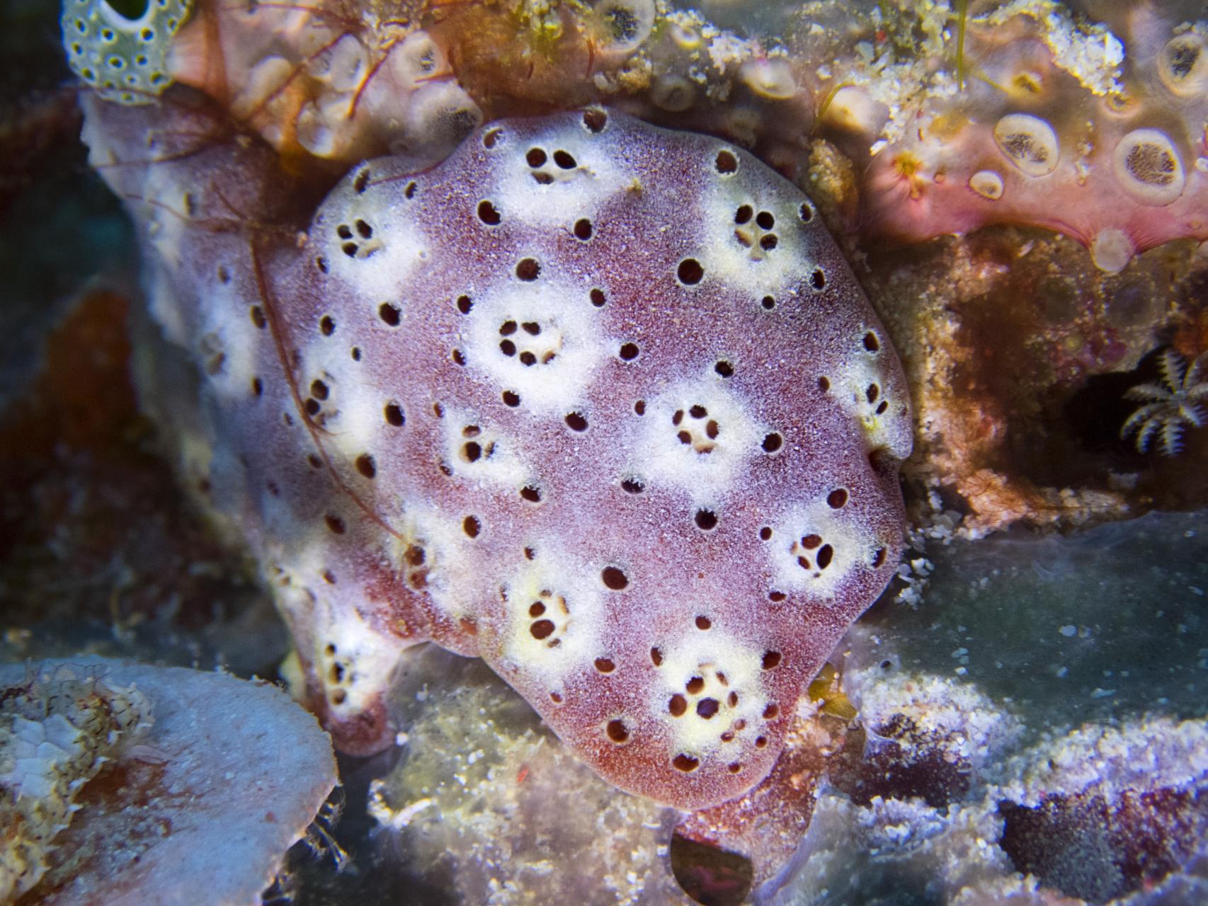 'La fotógrafa del mar' captura imágenes sorprendentes de los tunicados