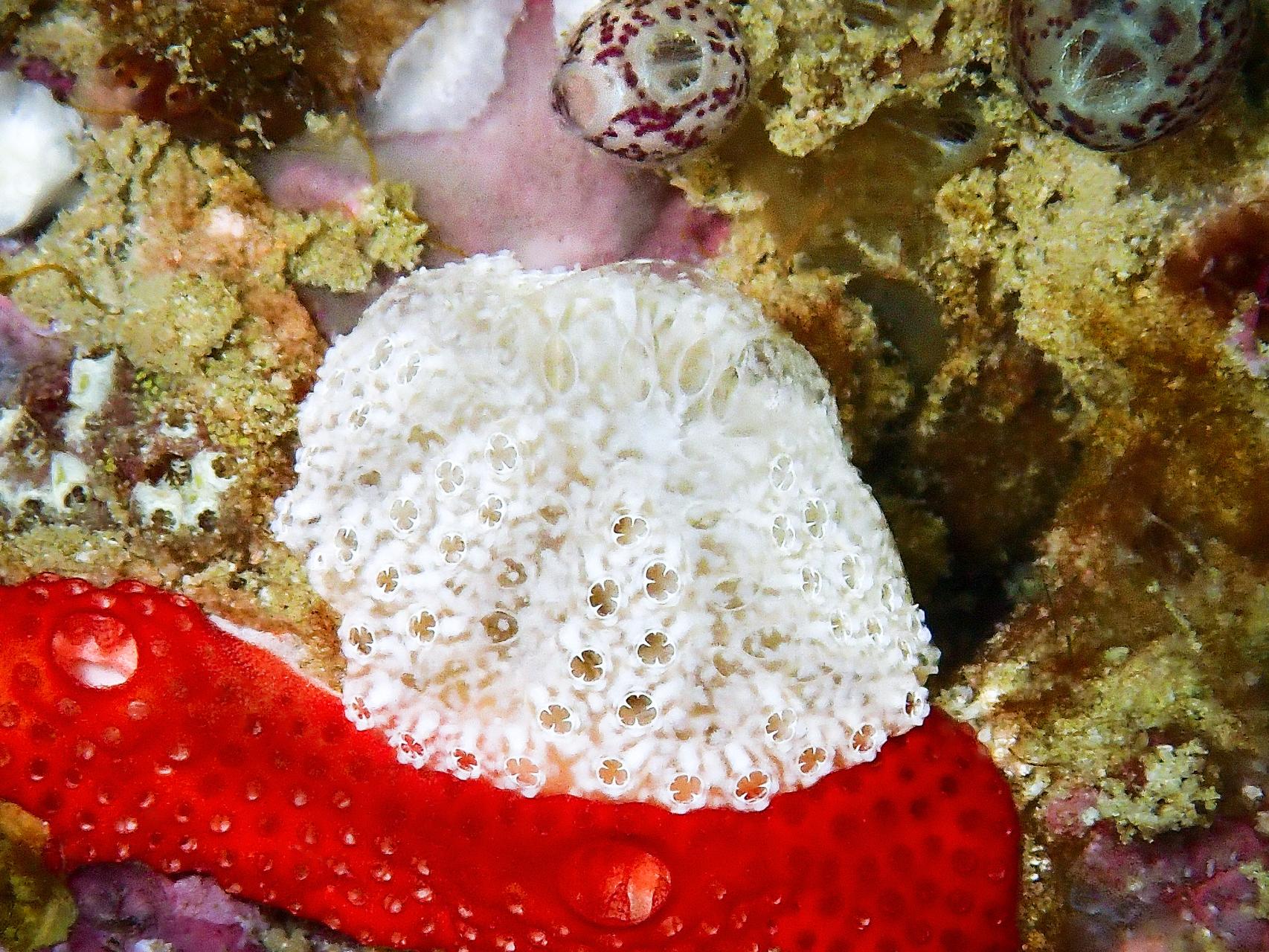 'La fotógrafa del mar' captura imágenes sorprendentes de los tunicados