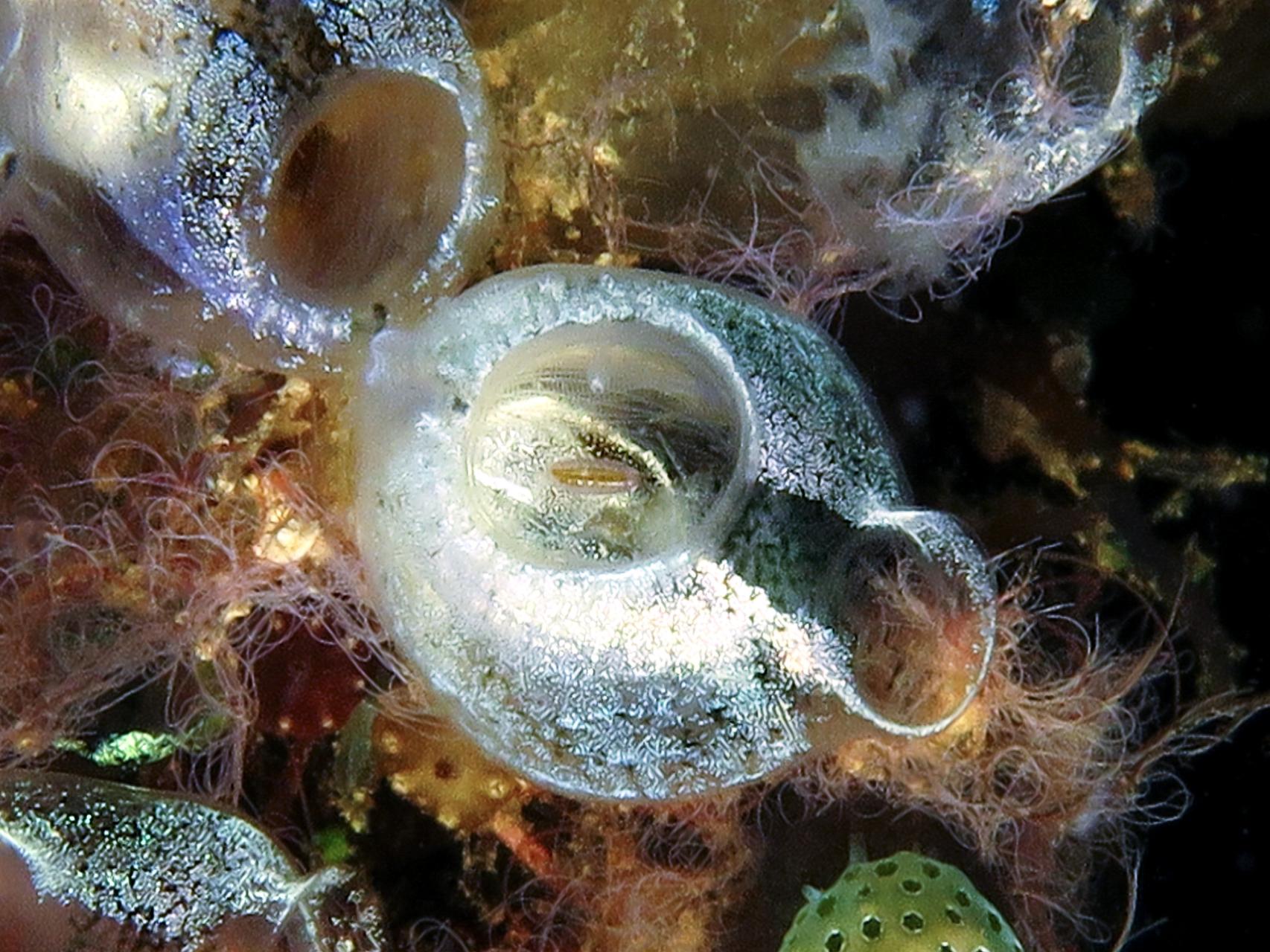 'La fotógrafa del mar' captura imágenes sorprendentes de los tunicados