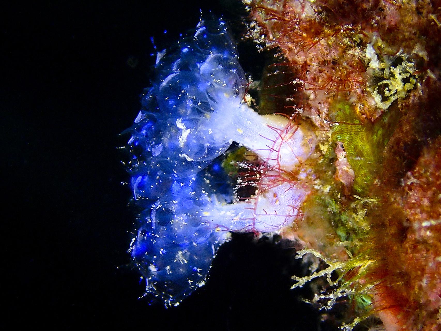'La fotógrafa del mar' captura imágenes sorprendentes de los tunicados