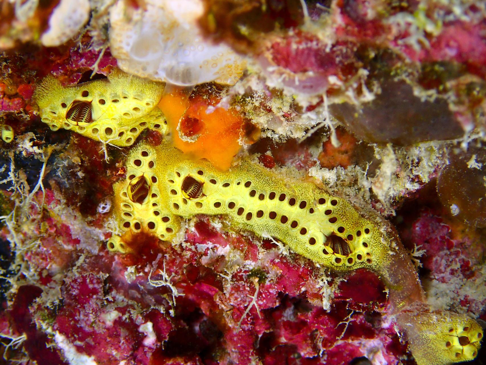 'La fotógrafa del mar' captura imágenes sorprendentes de los tunicados