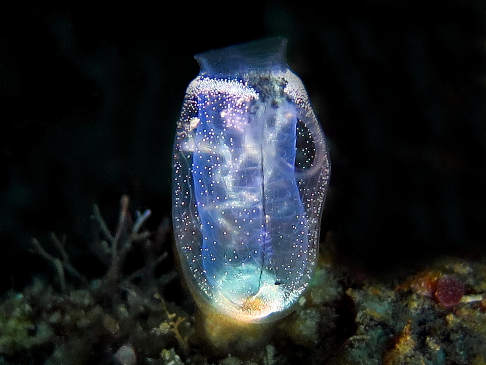 'La fotógrafa del mar' captura imágenes sorprendentes de los tunicados