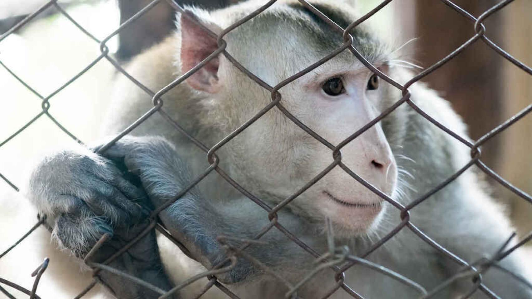 El número de animales usados en experimentación científica ha caído a ...