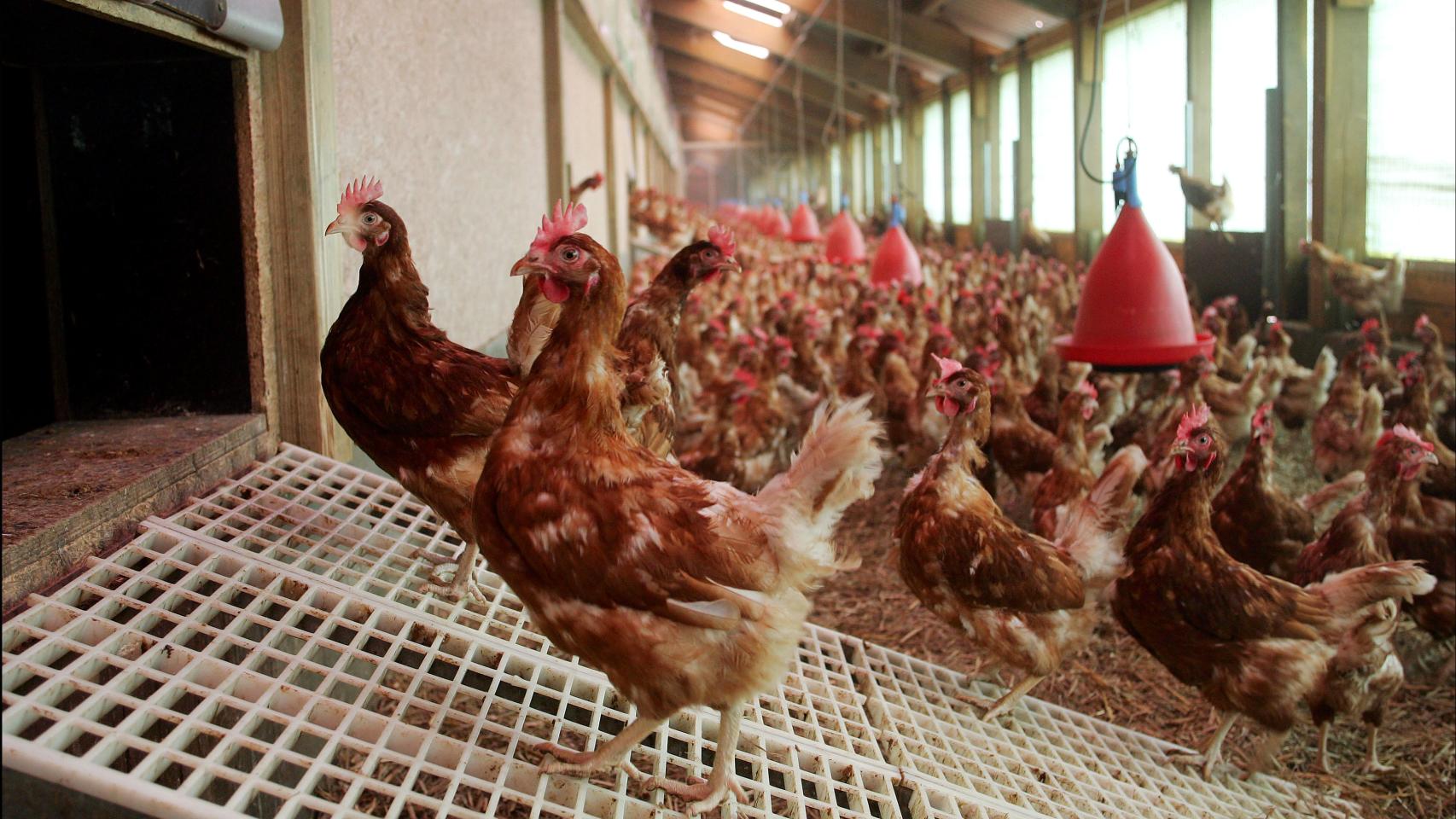 La verdad tras la carne del 'súper': ésto es lo que comen realmente los ...