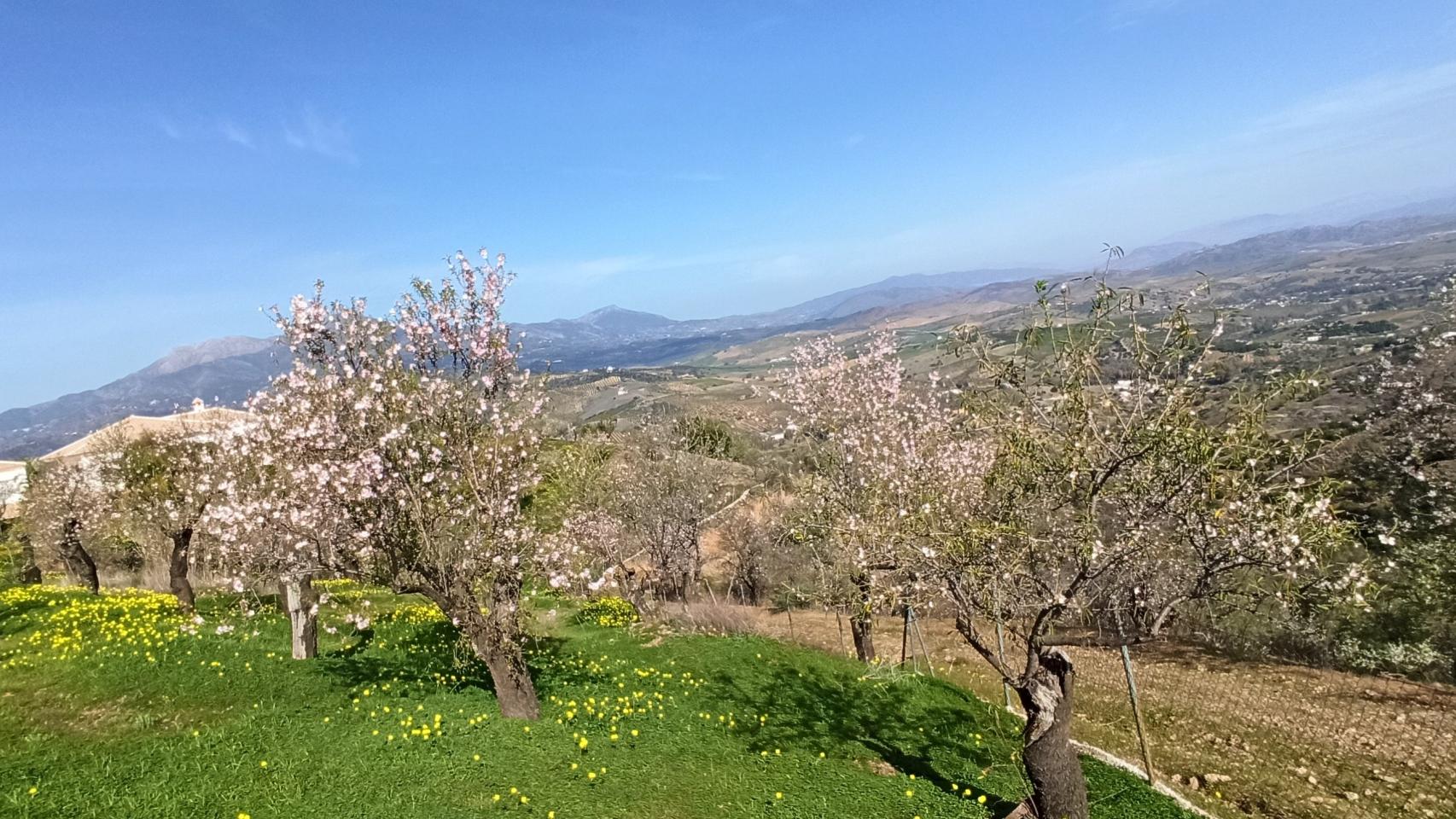 Sendas para disfrutar de los almendros en flor de Málaga: un adelanto ...