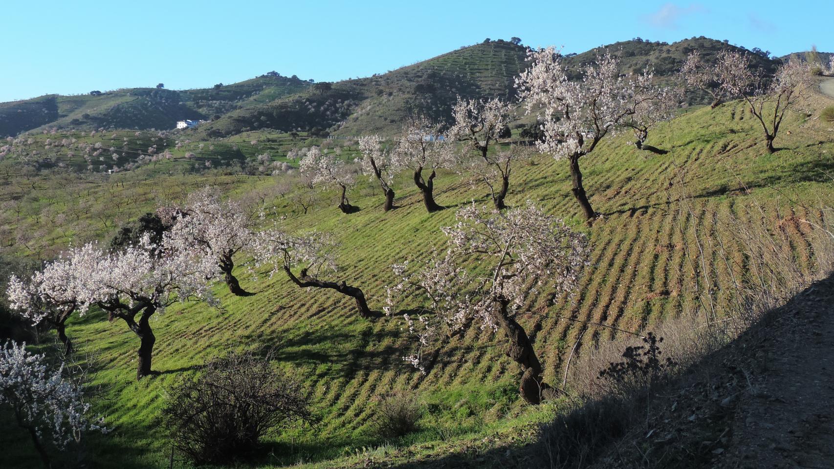 Sendas para disfrutar de los almendros en flor de Málaga: un adelanto ...