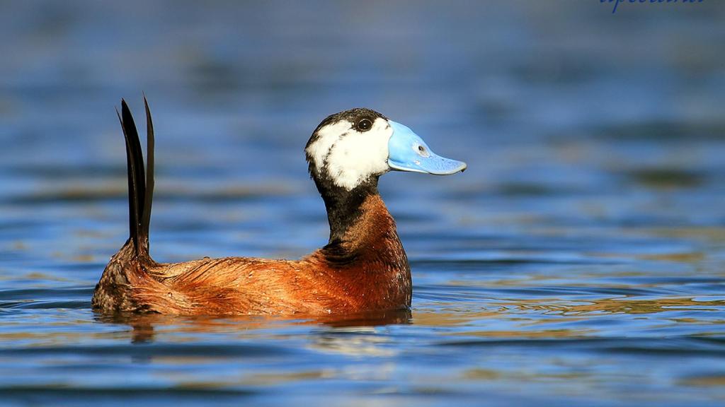 La malvasía cabeciblanca, el pato buceador que obliga a Málaga a ...