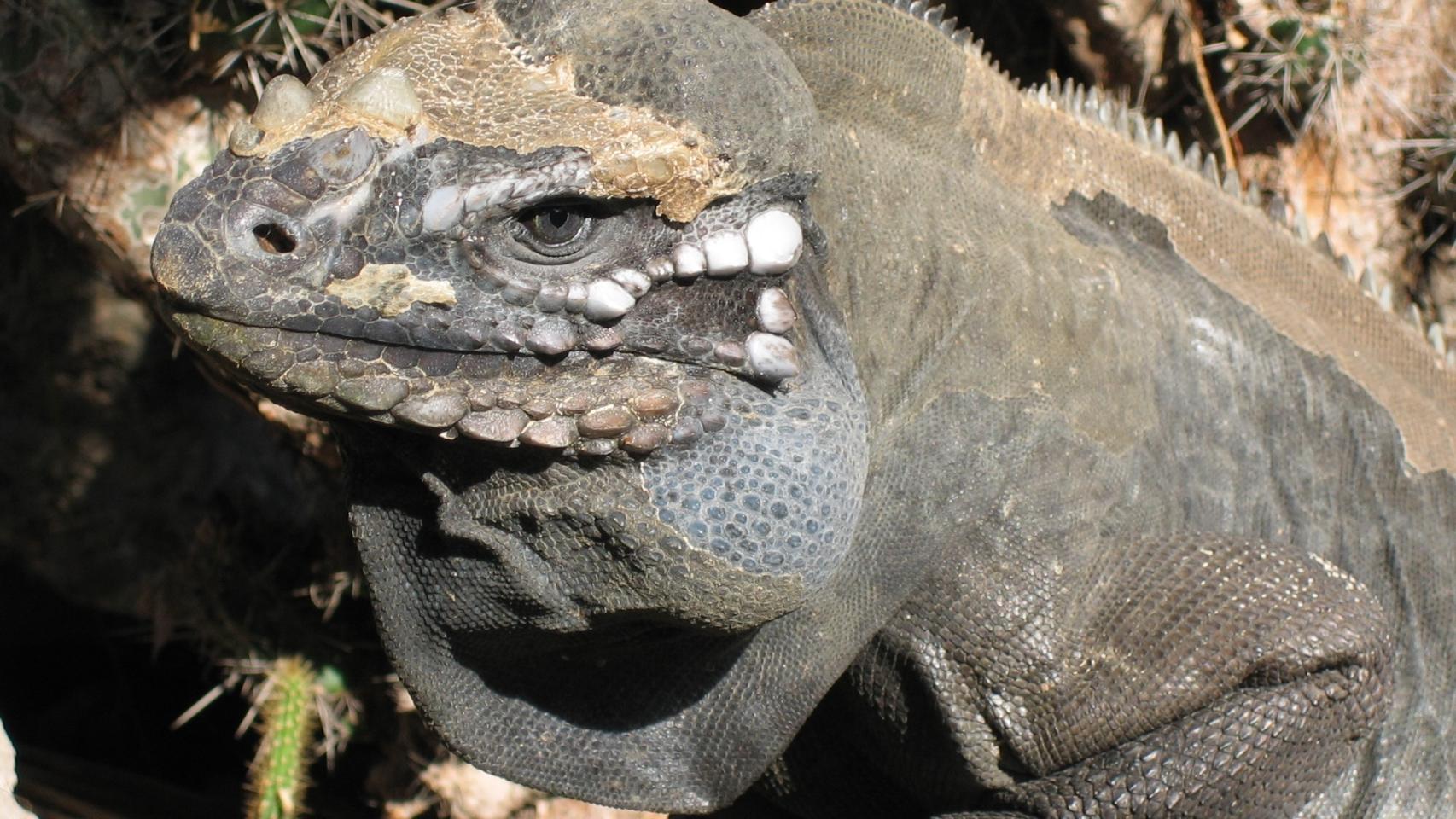 8 animales a los que la acción humana ha extinguido o dejado al borde ...