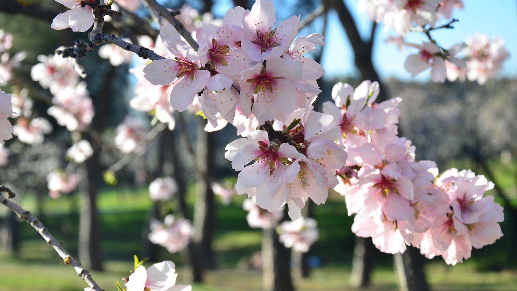 Los mejores escenarios para dar la bienvenida a la primavera en España ...