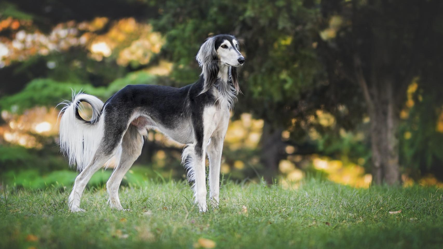 24 señales que debes conocer del lenguaje corporal de tu perro