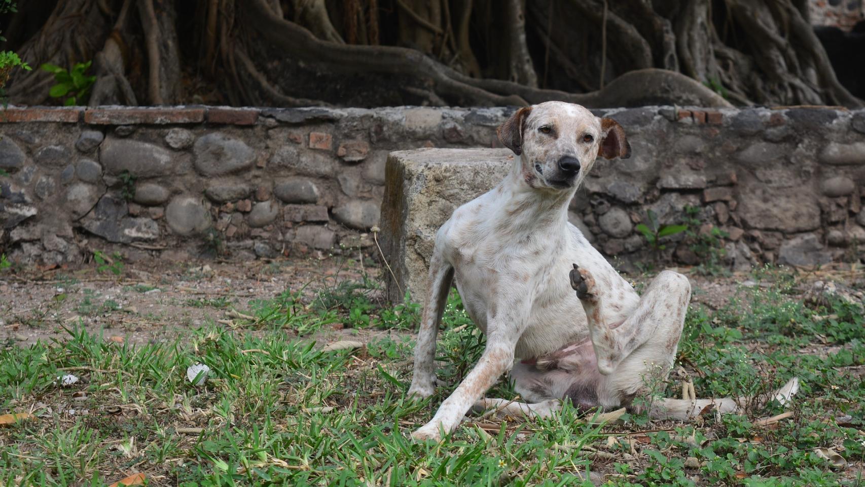 24 señales que debes conocer del lenguaje corporal de tu perro