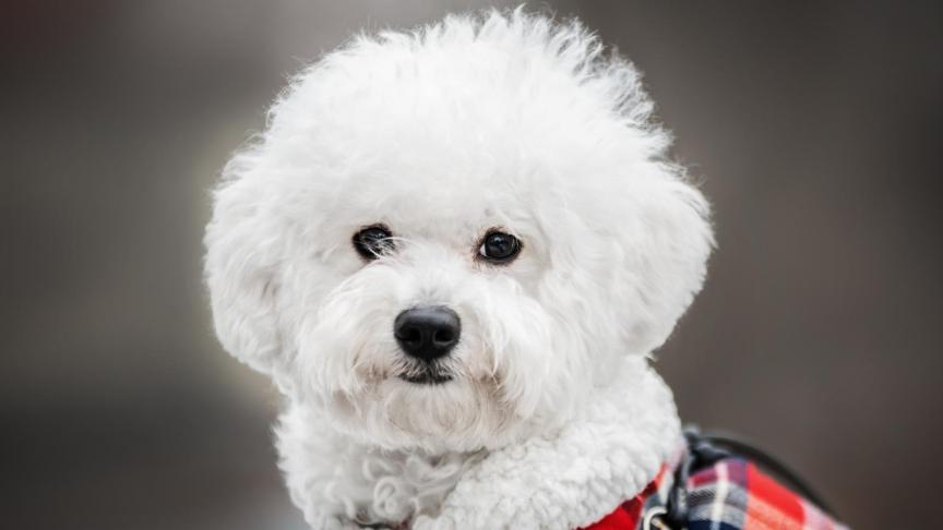 Estas son las 10 razas de perros más elegantes