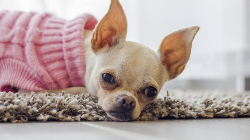 Estas son las 10 razas de perros más elegantes