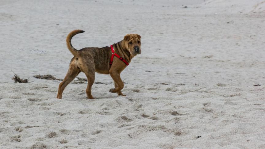 Estas son las 10 razas de perros más elegantes