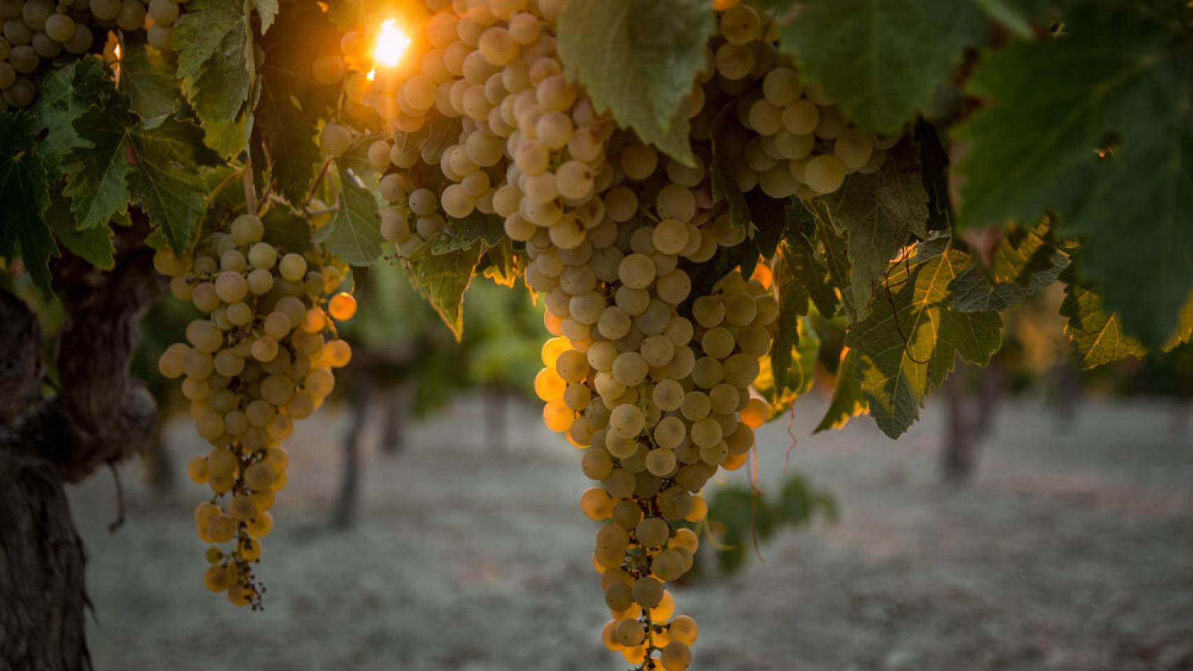 La Revolución del Jerez, el Vino de Moda en la Alta Cocina: Funciona ...