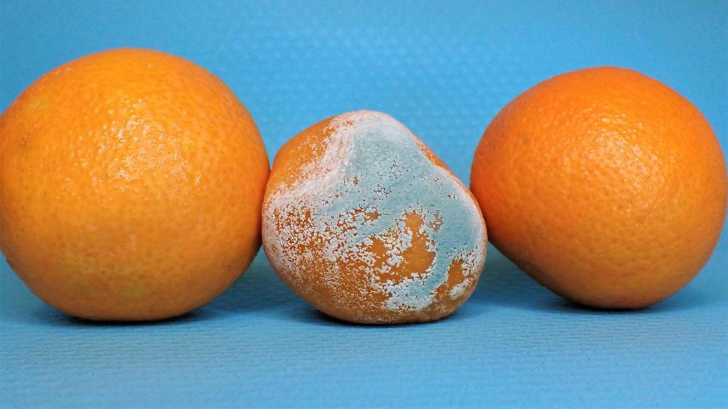Adiós al moho y a las bacterias: cinco formas de conservar fruta y ...