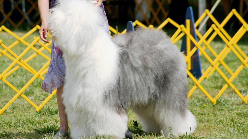 Las 10 mejores razas de perros pastores