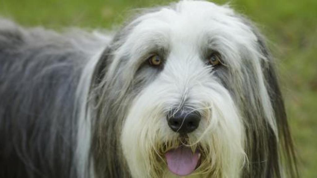 Las 10 mejores razas de perros pastores