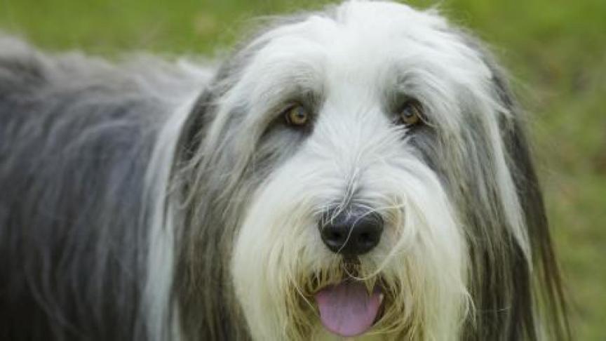 Las 10 mejores razas de perros pastores