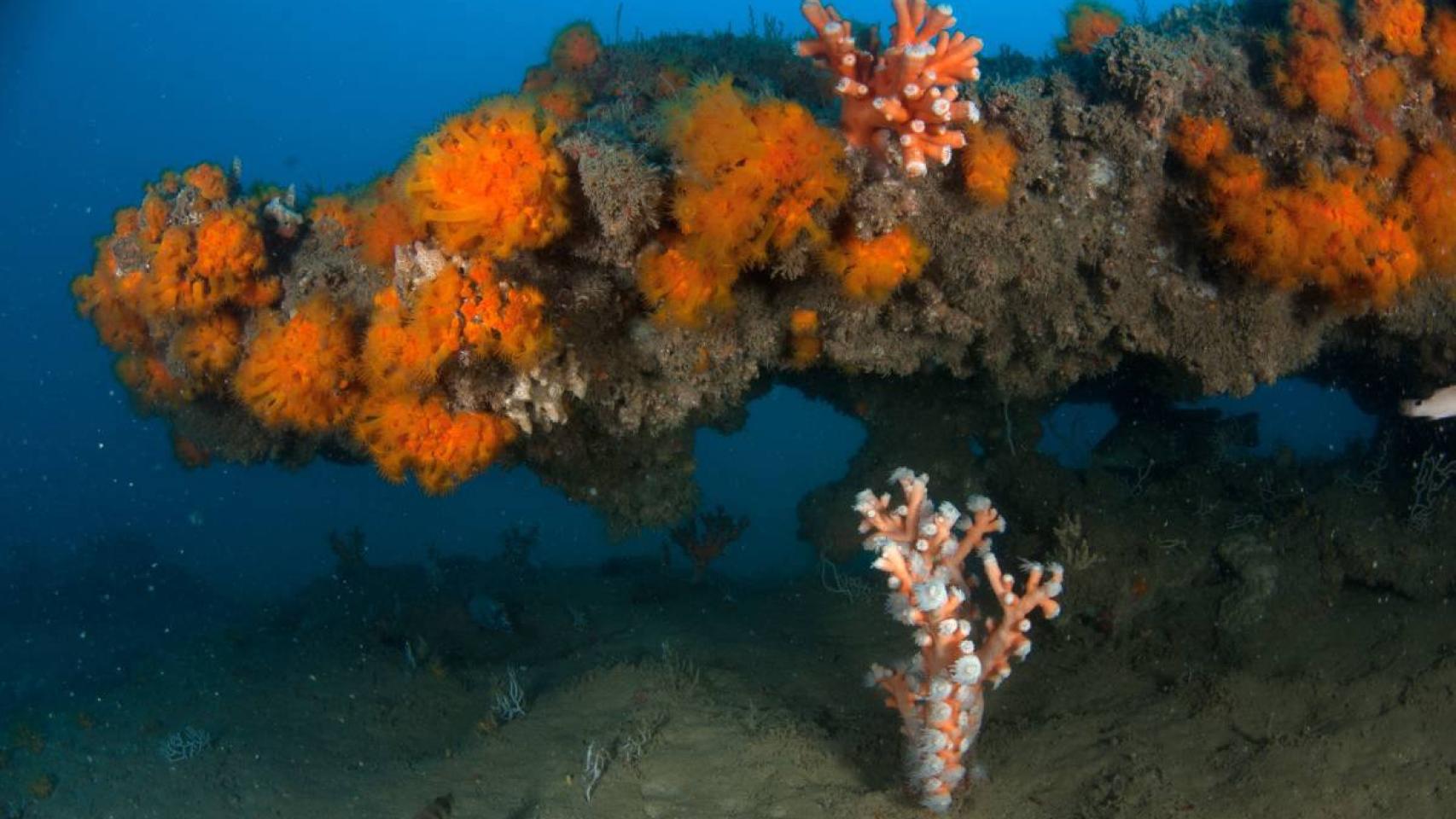 5 arrecifes de coral en España que probablemente no conocías