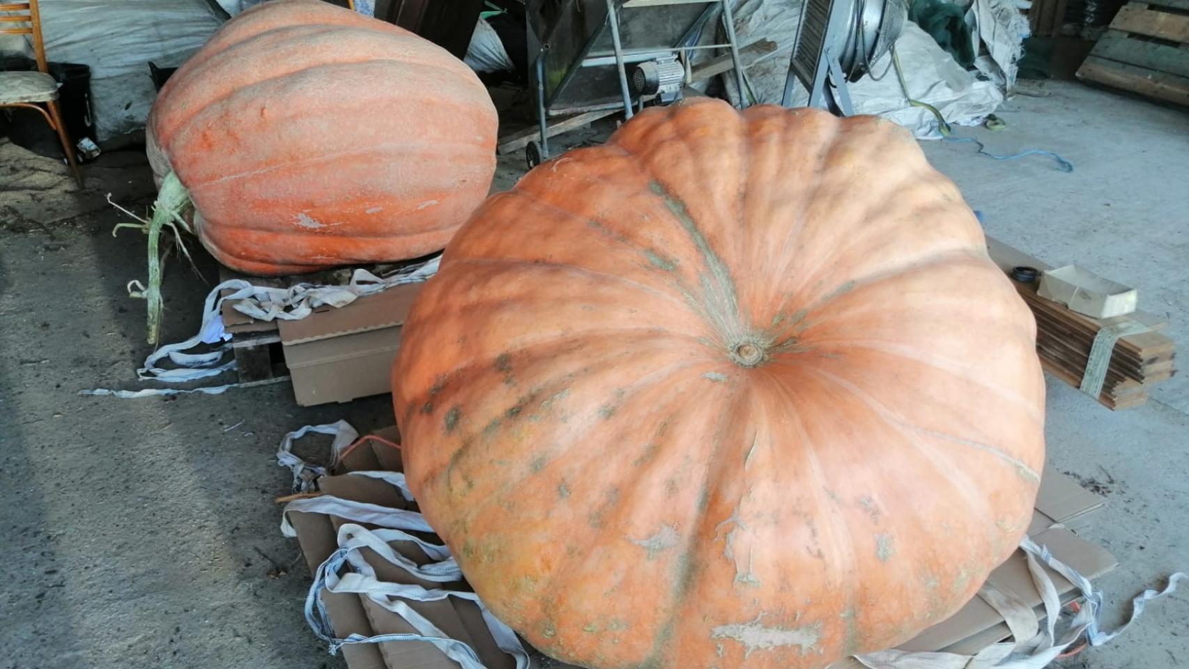 El retorno del gigante: calabazas de 500 kilos en Fermoselle