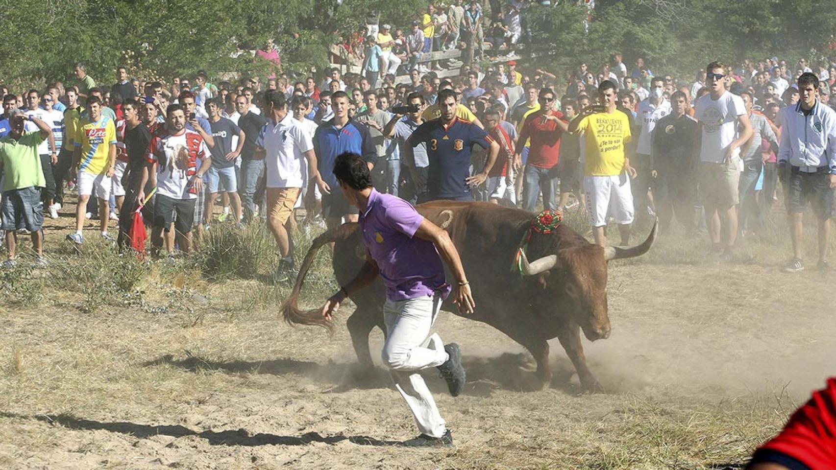 Historia del Toro de la Vega: entre polémicas, defensores y detractores ...