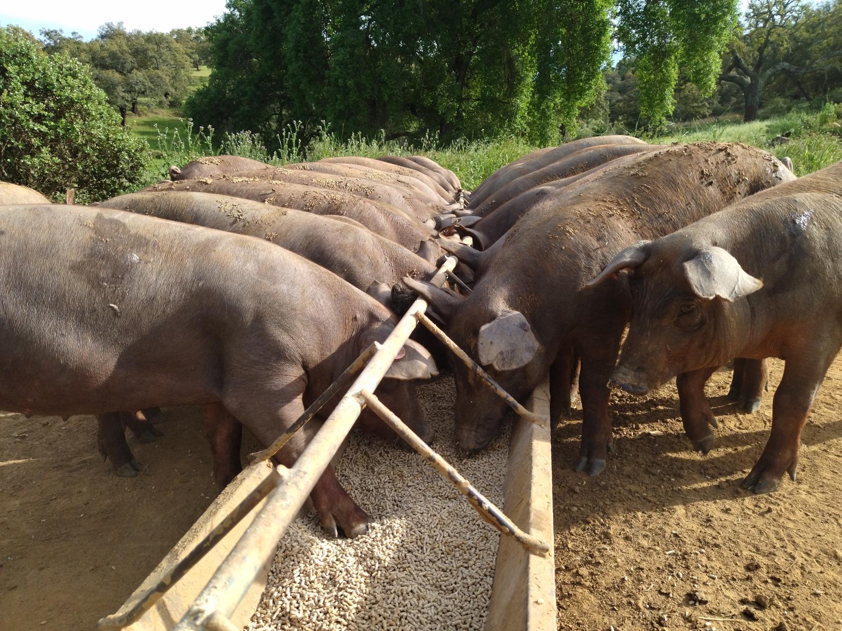 Las Ovejas Merinas de Pedro Son Pequeñas, Resistentes al Calor y No ...