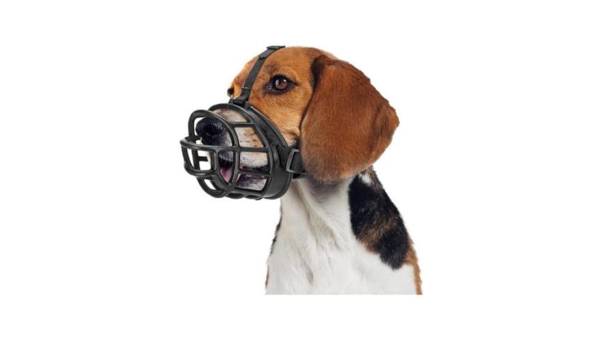 4 bozales para perros disponibles en Amazon según normativa para ...