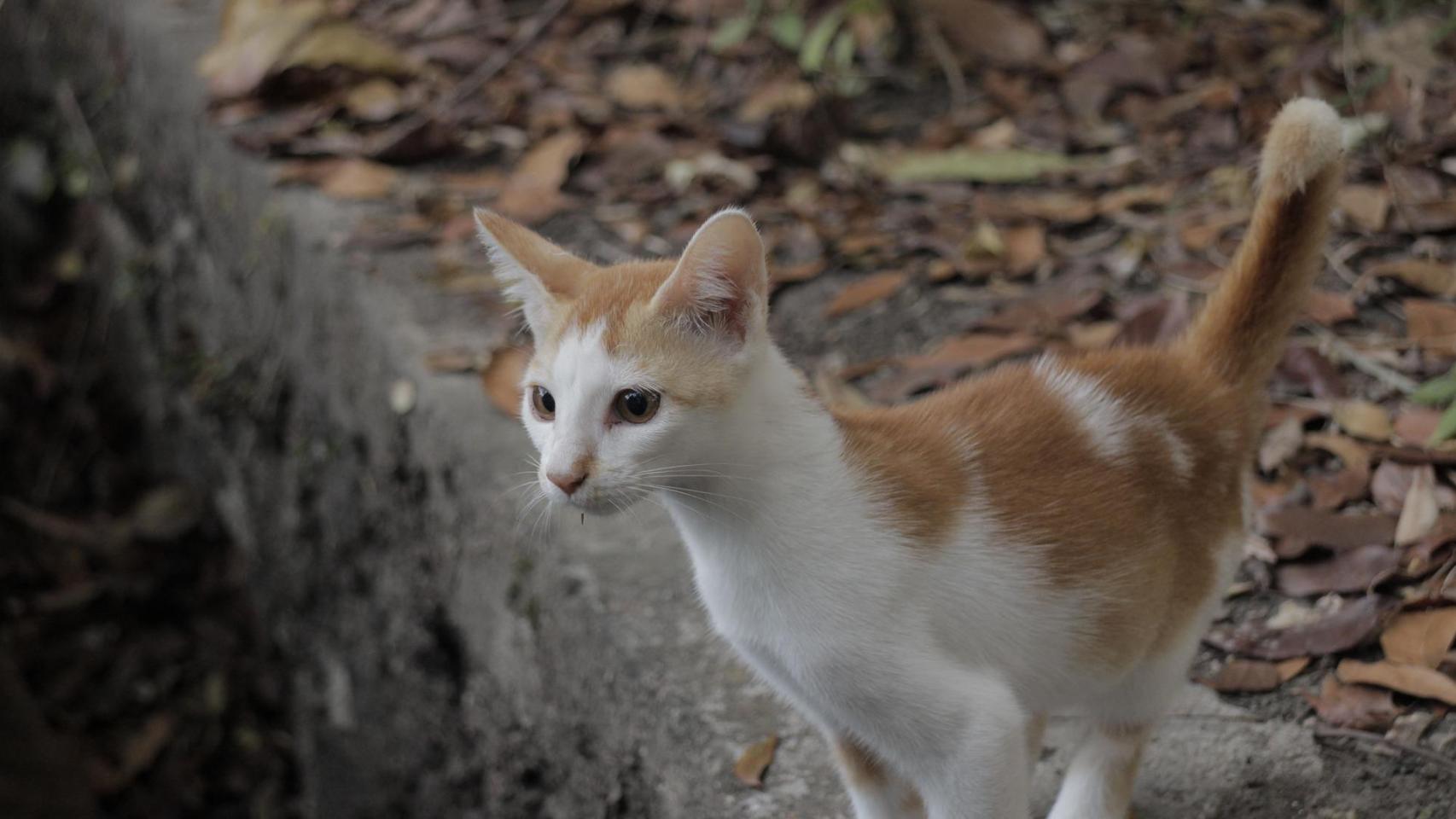 El color de tu gato, ¿qué significa?