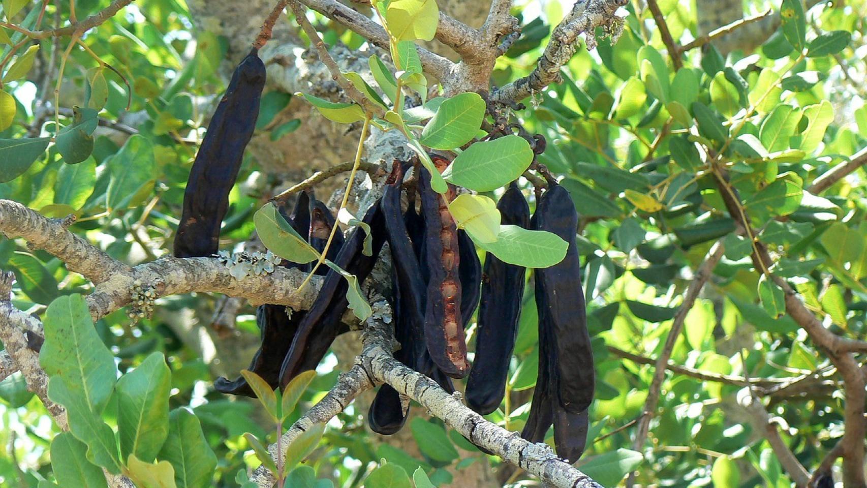 El Gobierno valenciano prohíbe vender algarrobas a los chalets porque ...