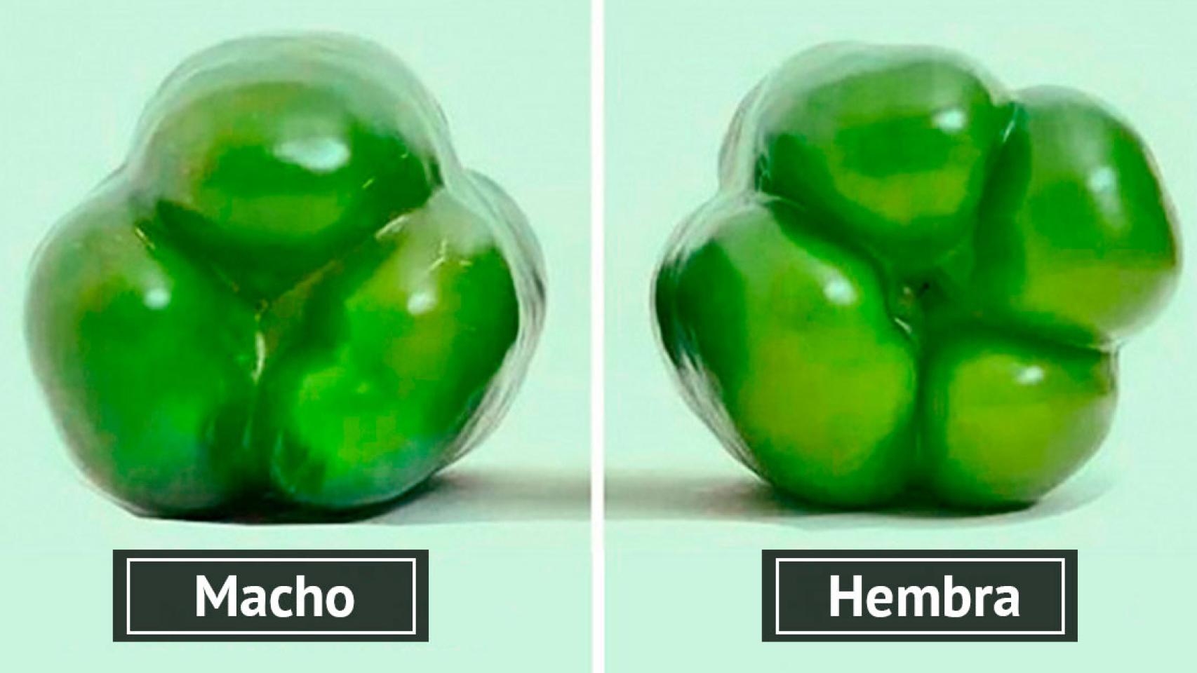 ¿Sabías que existen pimientos macho y hembra y qué cada uno tiene un ...
