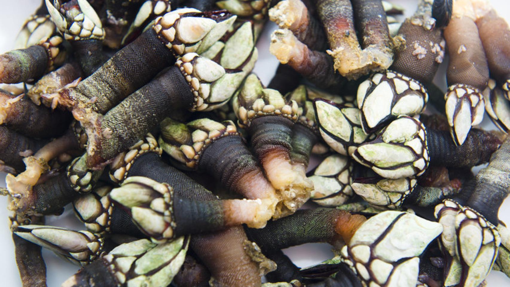 Percebes: cómo hacer de forma fácil el plato más famoso de Galicia
