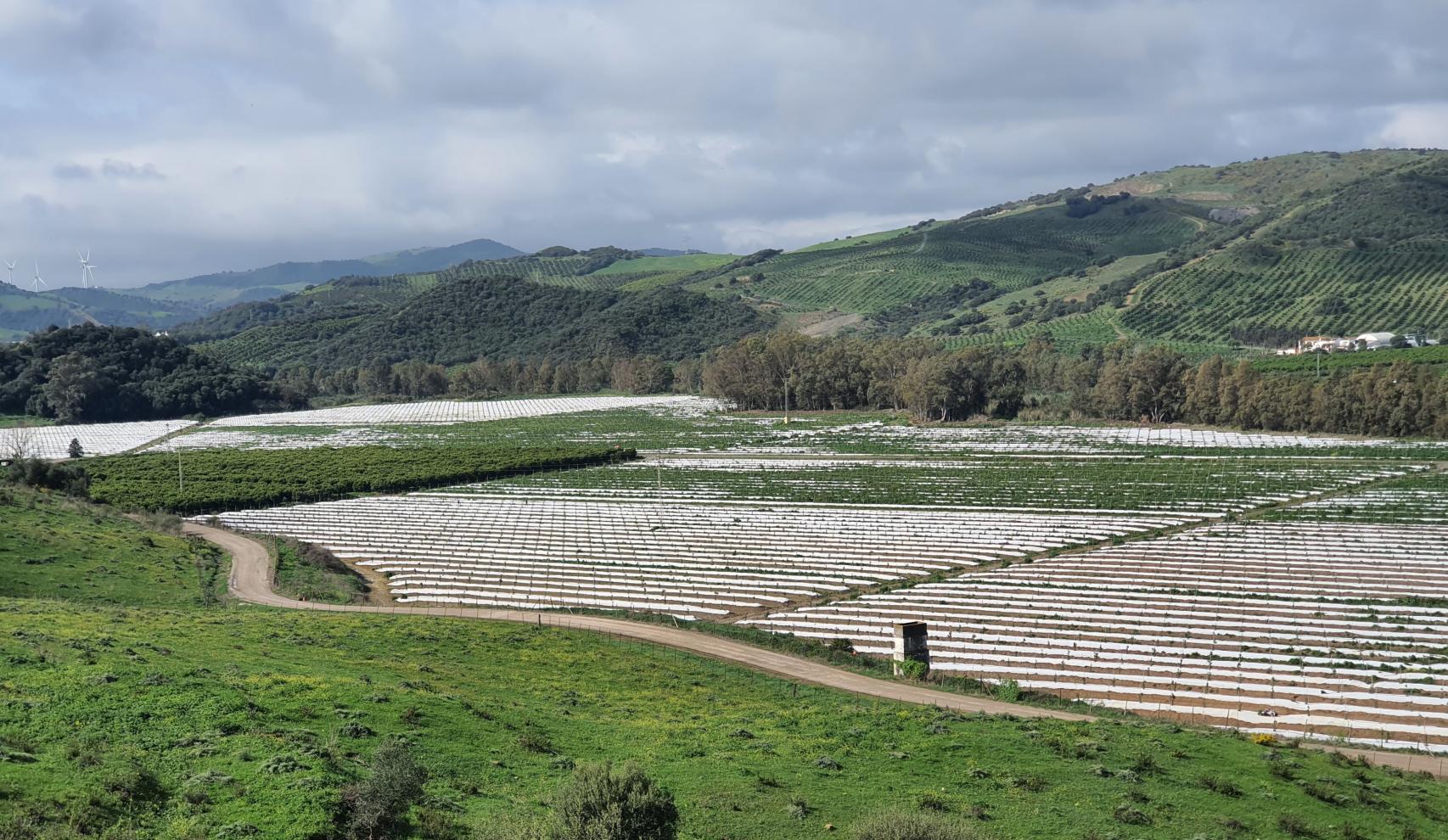 El ‘mal’ del aguacate y el 'robo' de agua se beben el río Guadiaro, uno ...