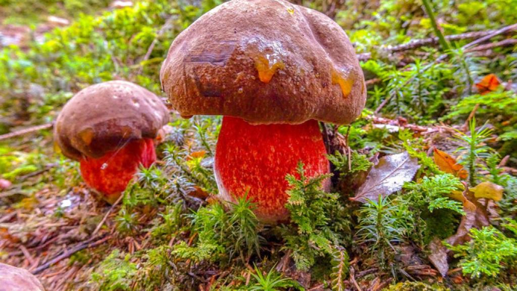 Cómo saber si un boletus está malo: las señales que nos avisan de que ...