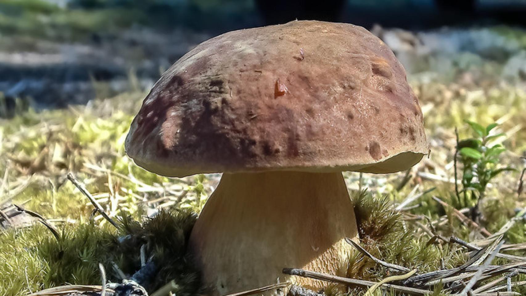 Cómo saber si un boletus está malo: las señales que nos avisan de que ...