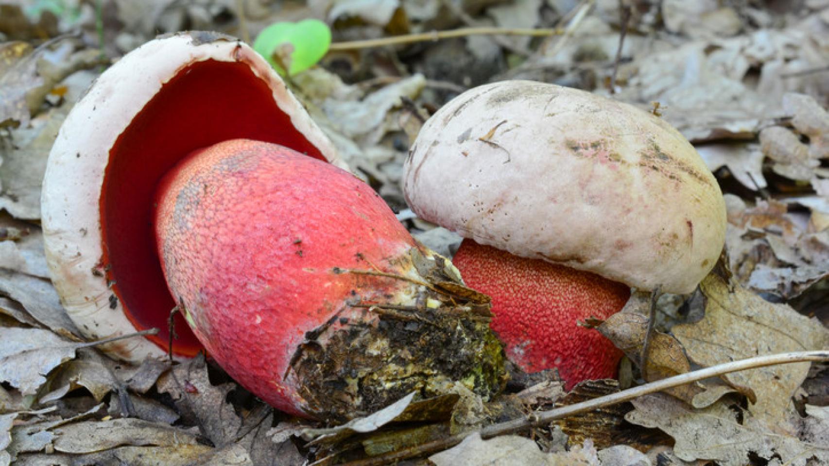 Cómo saber si un boletus está malo: las señales que nos avisan de que ...