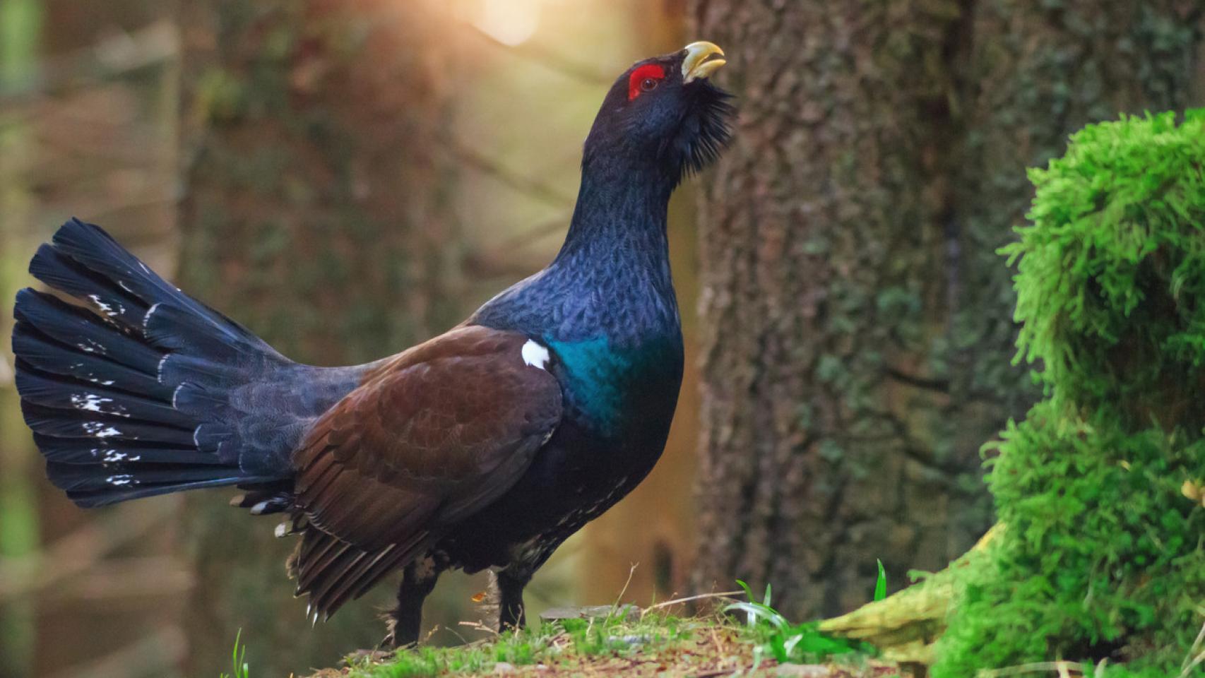 10 especies de aves en peligro de extinción y cómo te afecta su ...