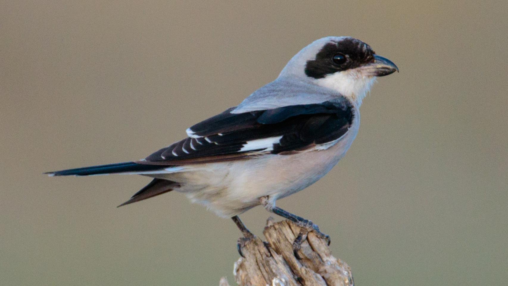 10 especies de aves en peligro de extinción y cómo te afecta su ...