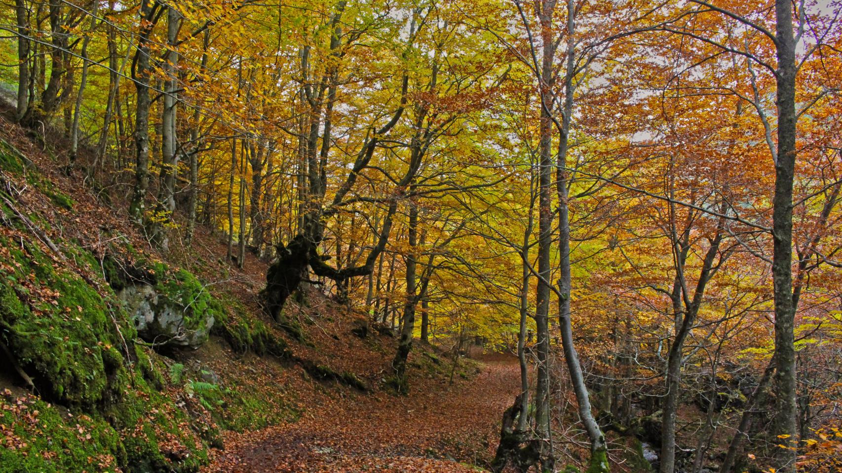 Los cinco bosques de Burgos donde encontrarás la magia del otoño