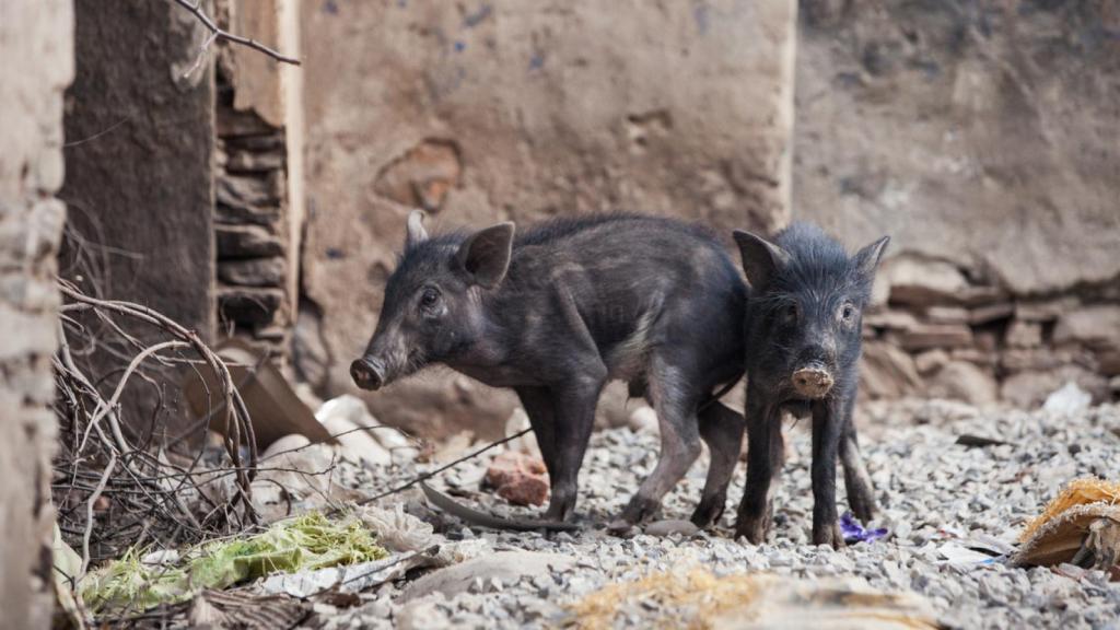 Los jabalíes en las grandes ciudades como Barcelona: llegaron en la ...