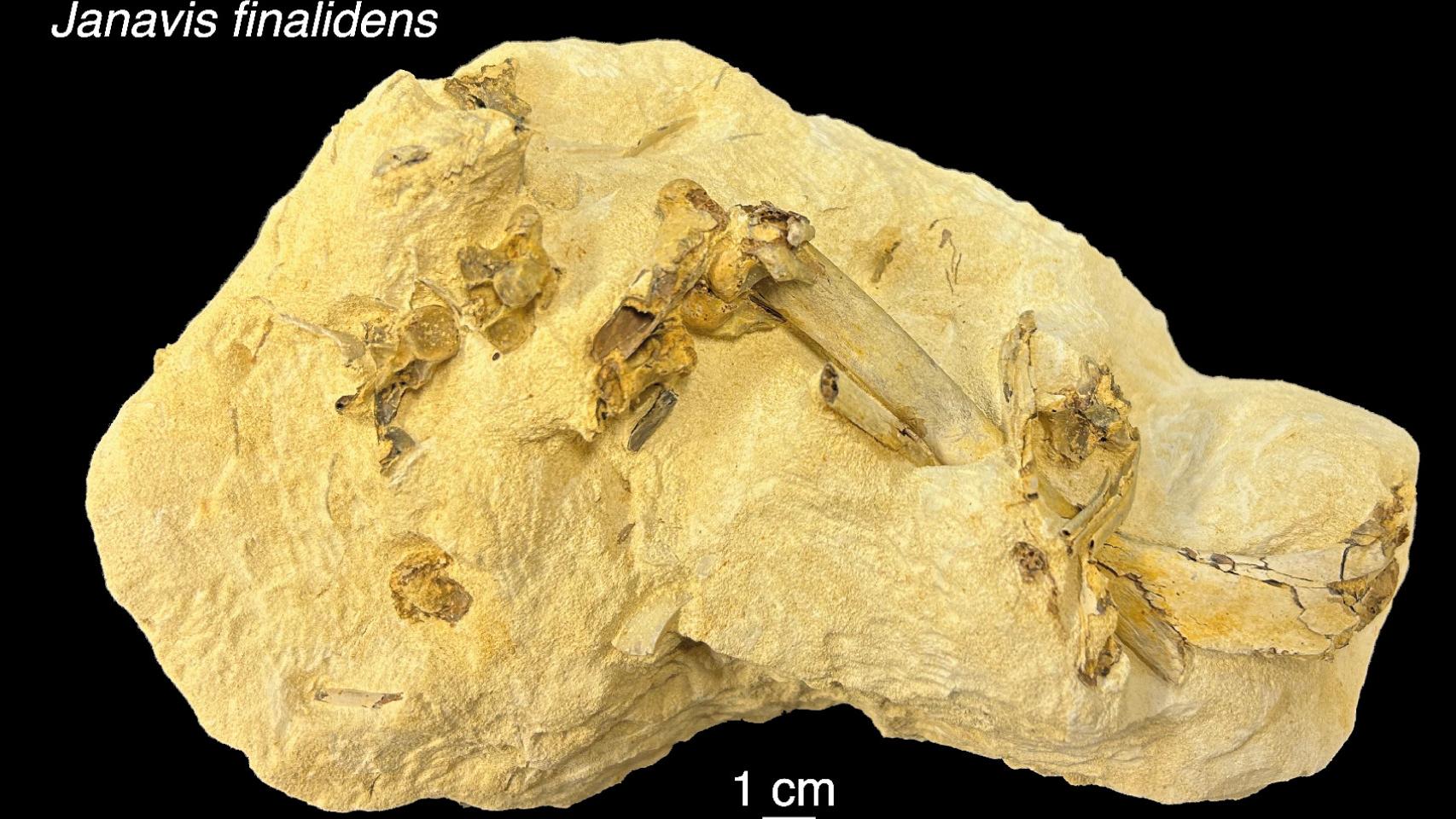 El fin de la hipótesis de 'Parque Jurásico': las aves modernas no ...