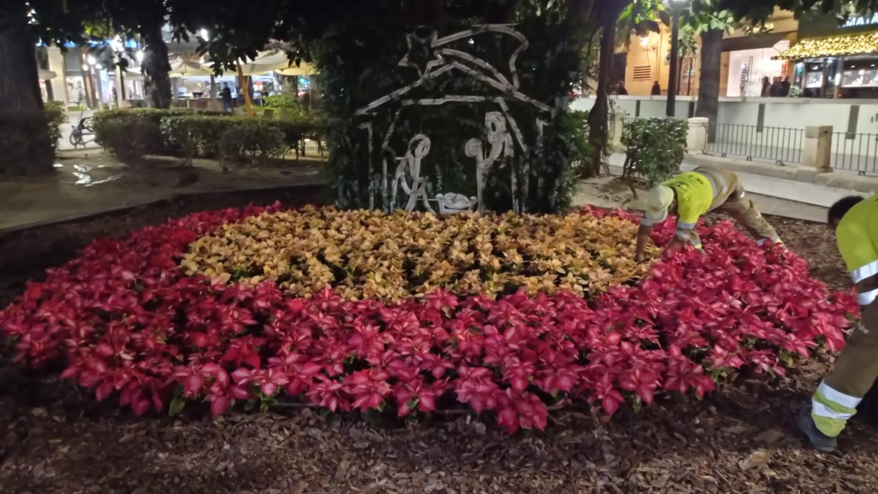 Alicante llena de adornos florales navideños diferentes enclaves de la ...