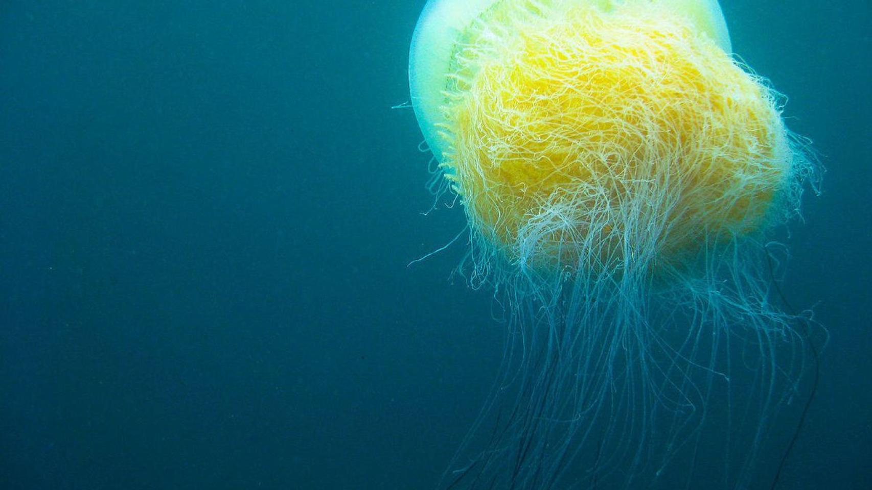 Así es la medusa más grande del mundo: mide casi 37 metros de largo y 3 ...