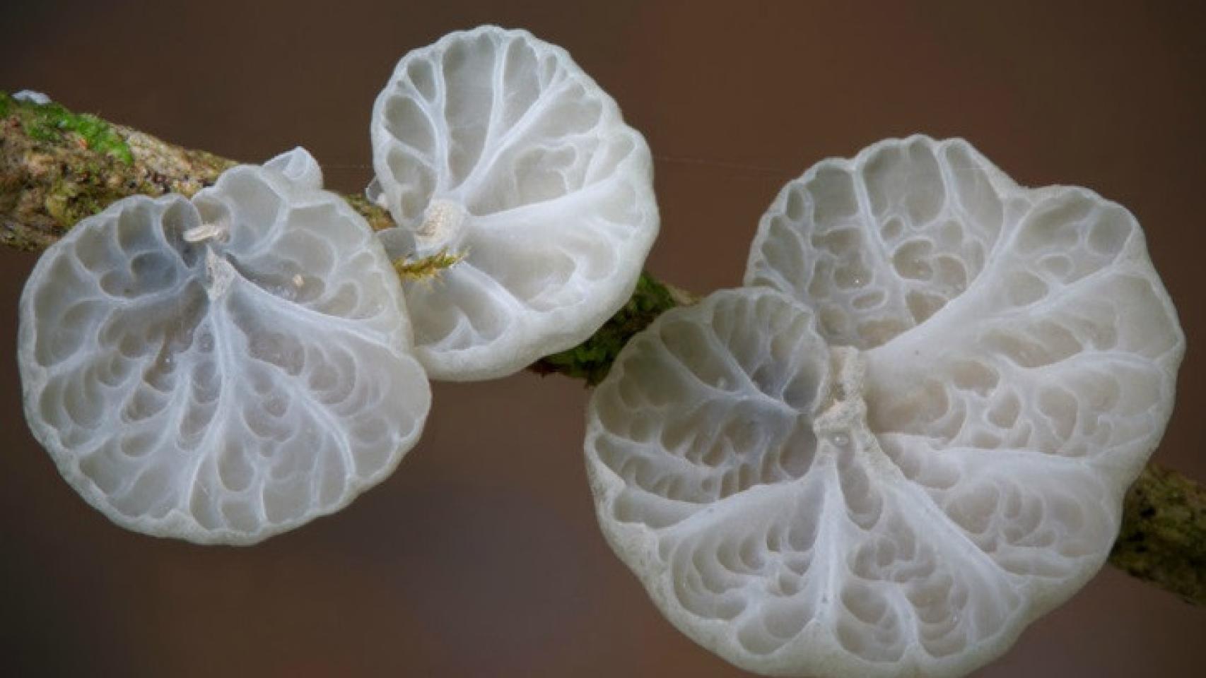El hongo más grande del mundo mide lo mismo que 1.350 campos de fútbol