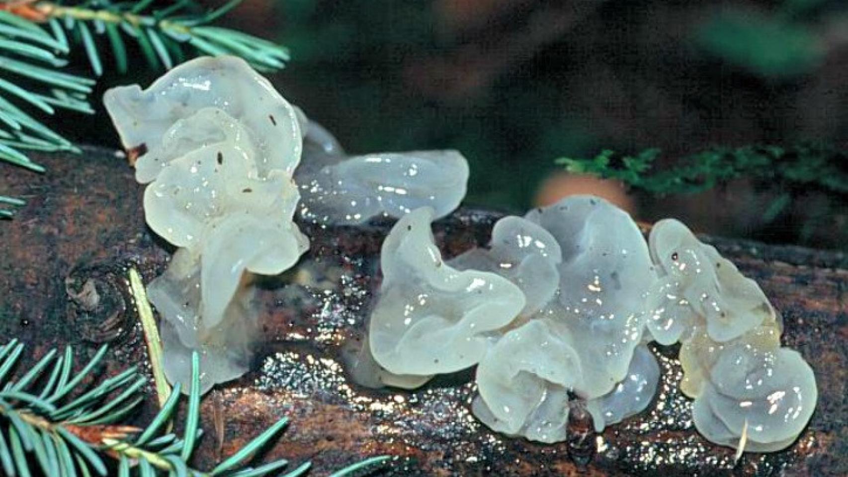 El hongo más grande del mundo mide lo mismo que 1.350 campos de fútbol