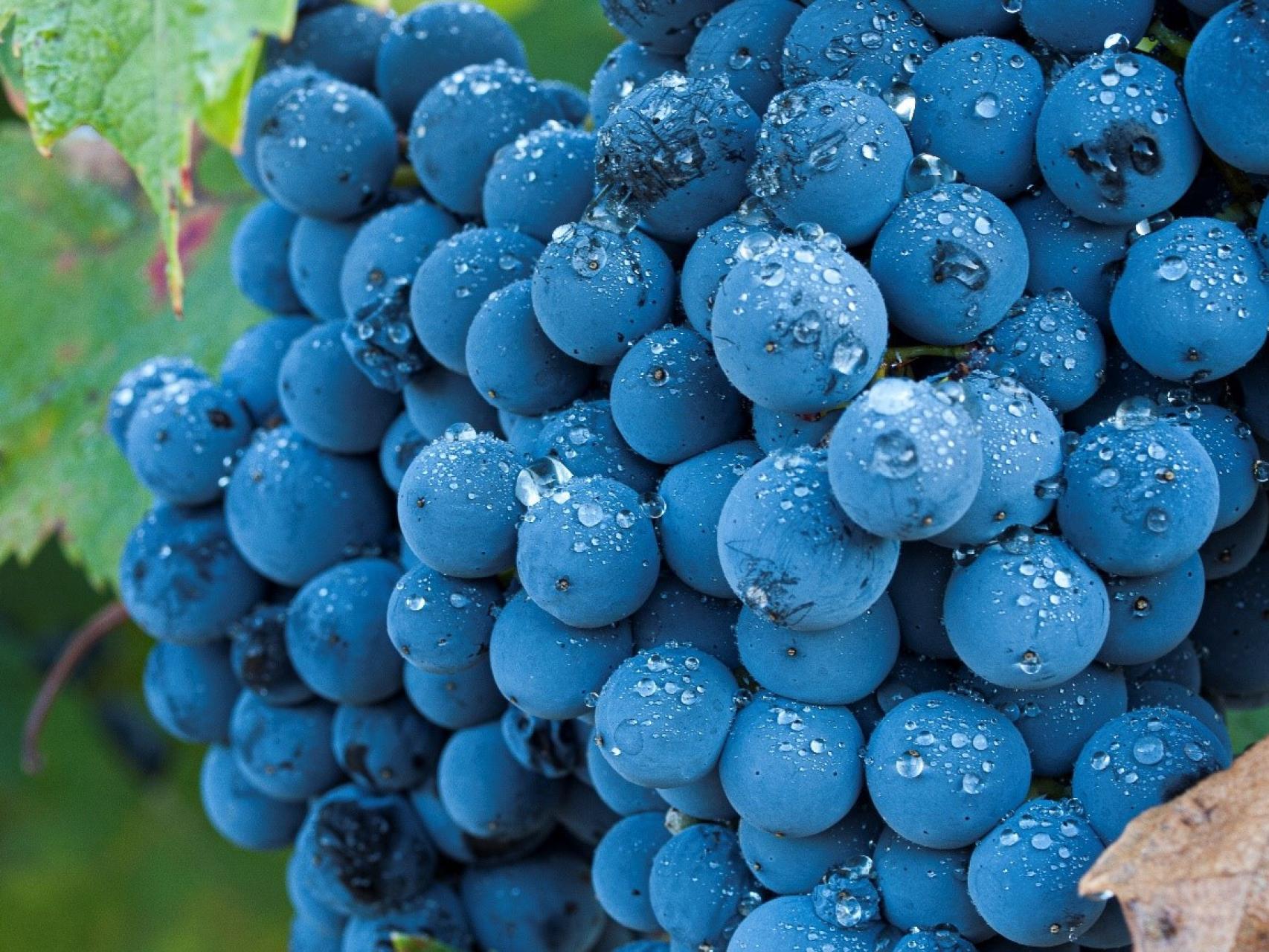 Monastrell, mucho más que una uva del Mediterráneo