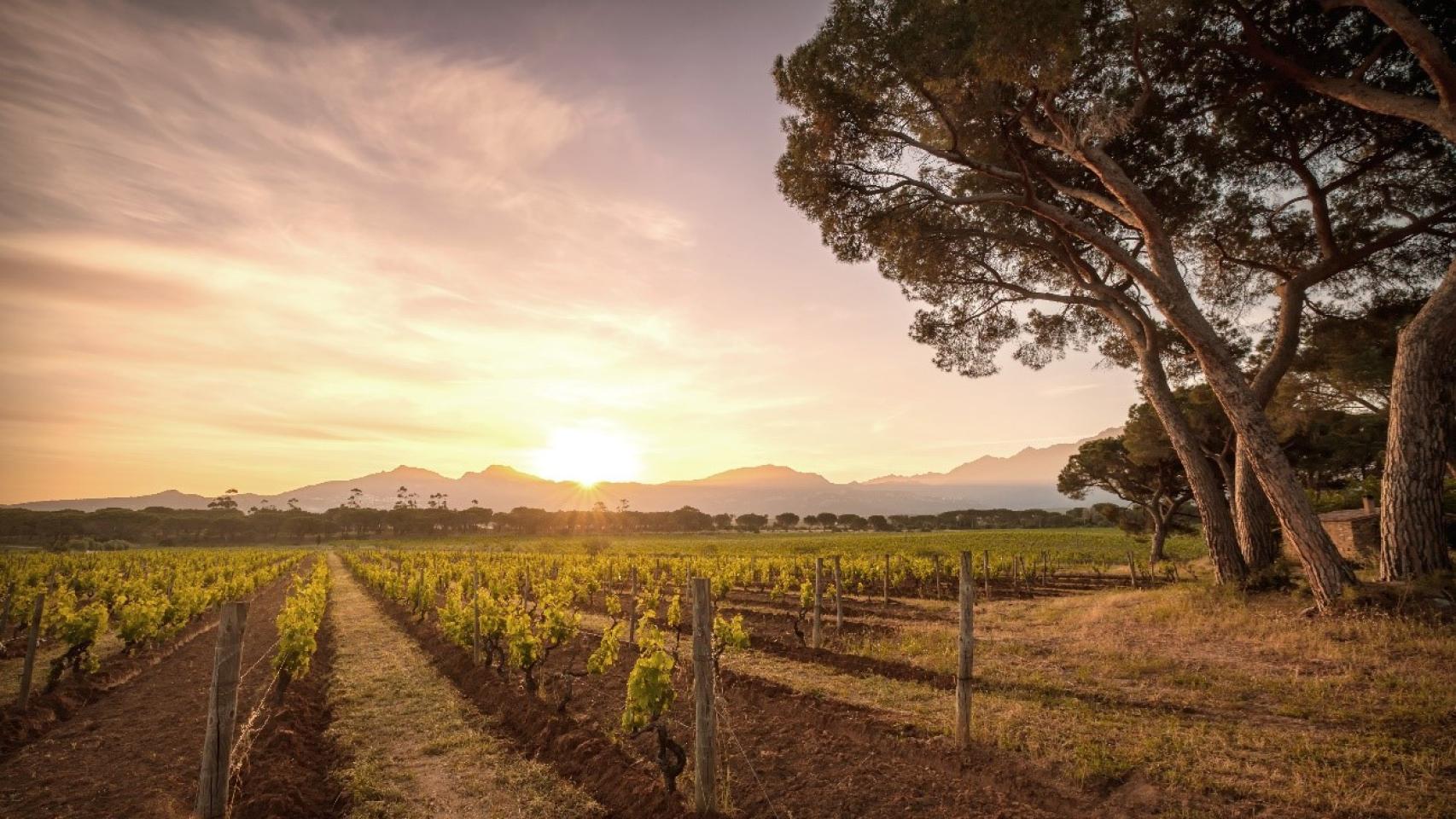 Monastrell, mucho más que una uva del Mediterráneo