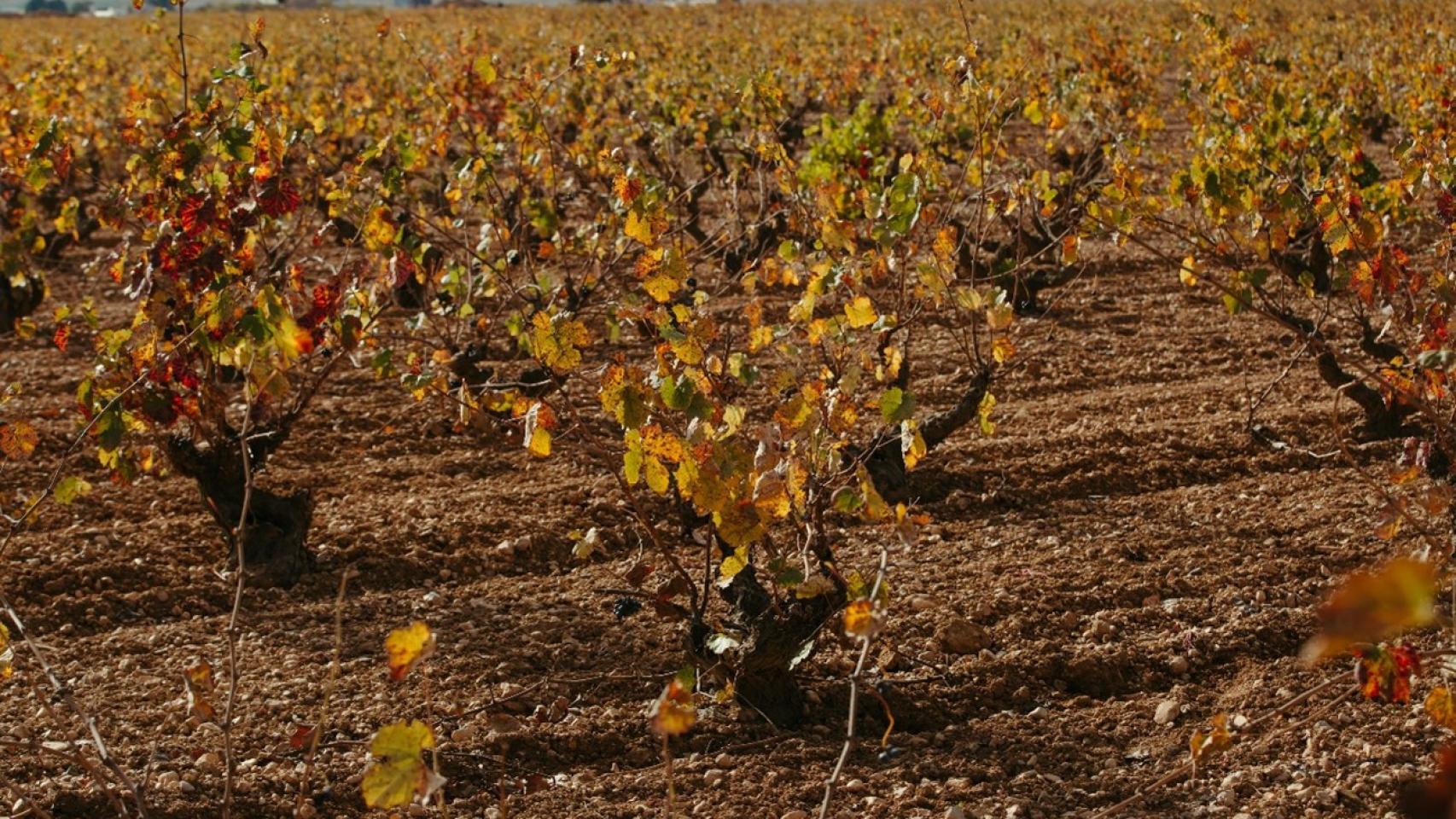 Monastrell, mucho más que una uva del Mediterráneo